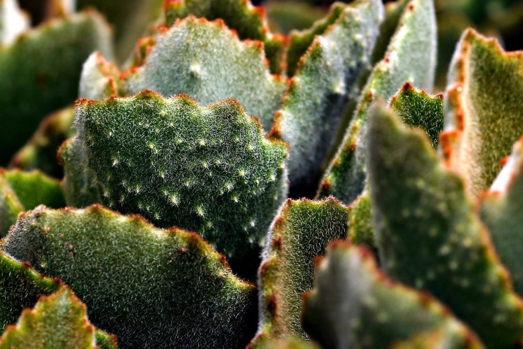 Le Cactus Nopal : Un Nouvel Allié pour Votre Santé, la Perte de Poids ...